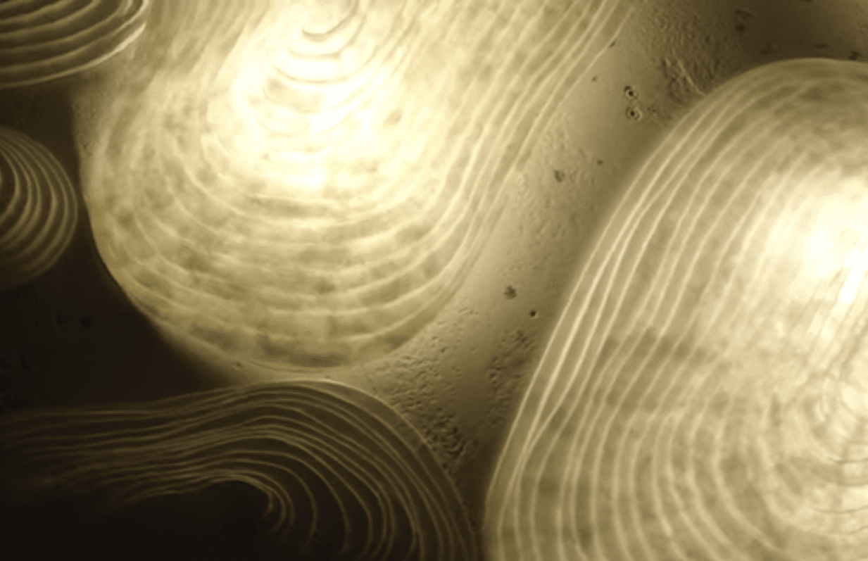 Nebulis S Wall Light - E27 - Élise Fouin - H 58 cm, W 42 cm